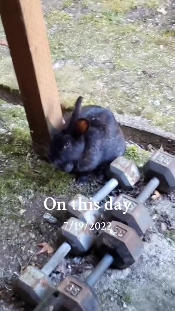 Rabbit identification song