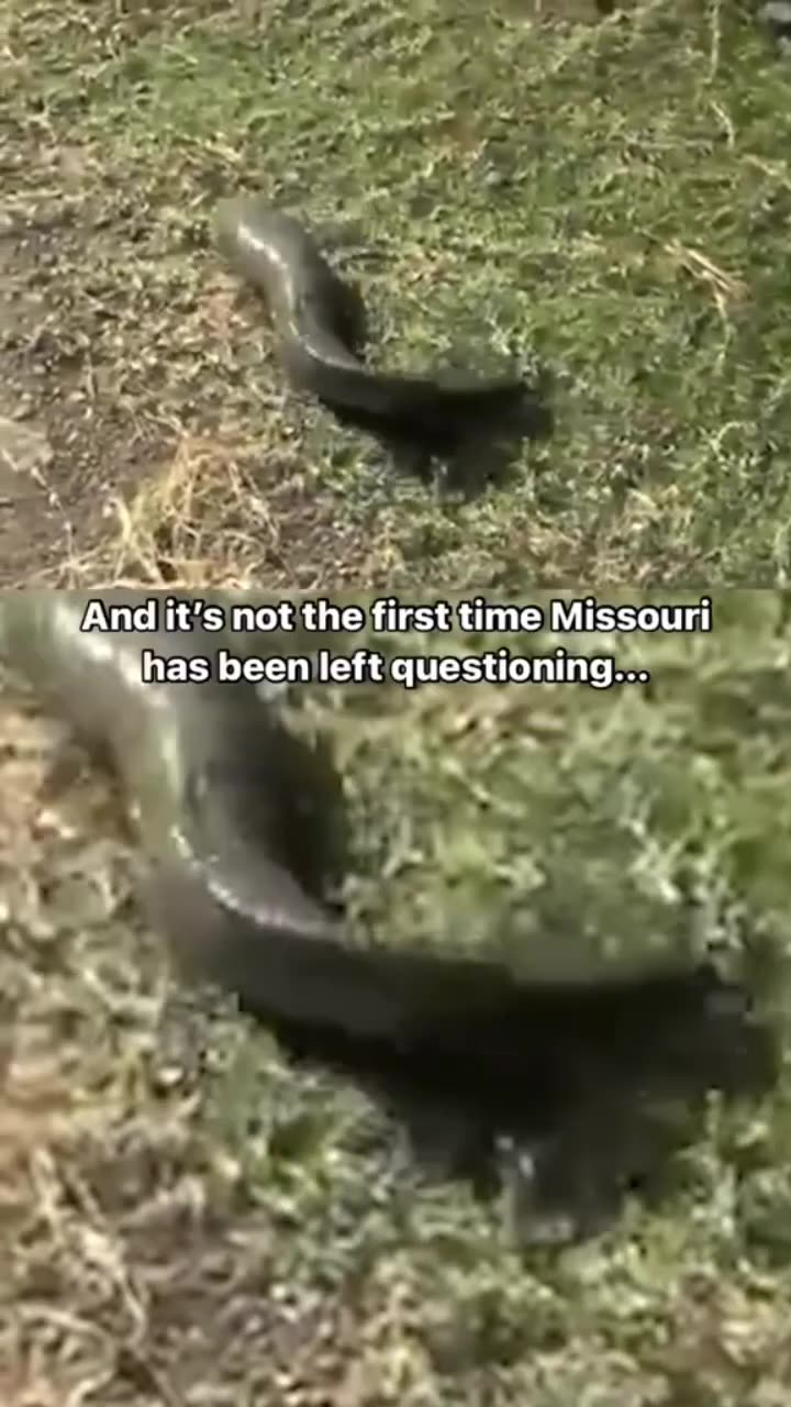 Super slimy invasive animal slithers around on land, but lives underwater