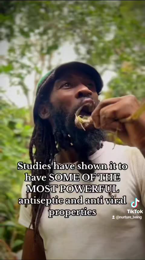 Rasta's Natural Toothbrush: The Jamaican Plant That Keeps Teeth Clean