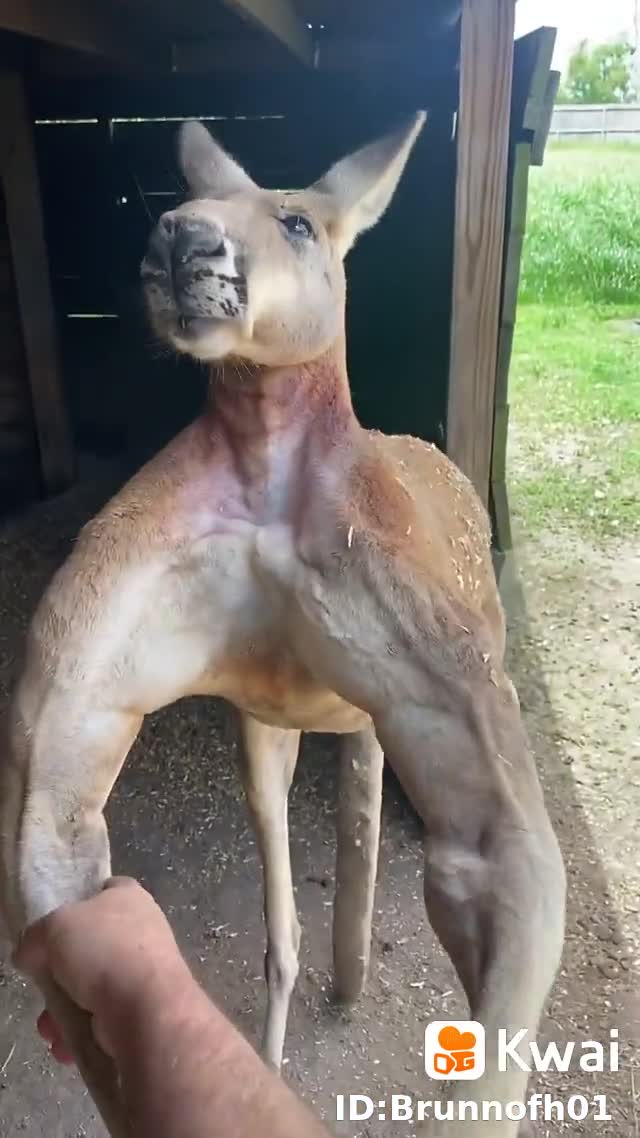 Canguru músculos