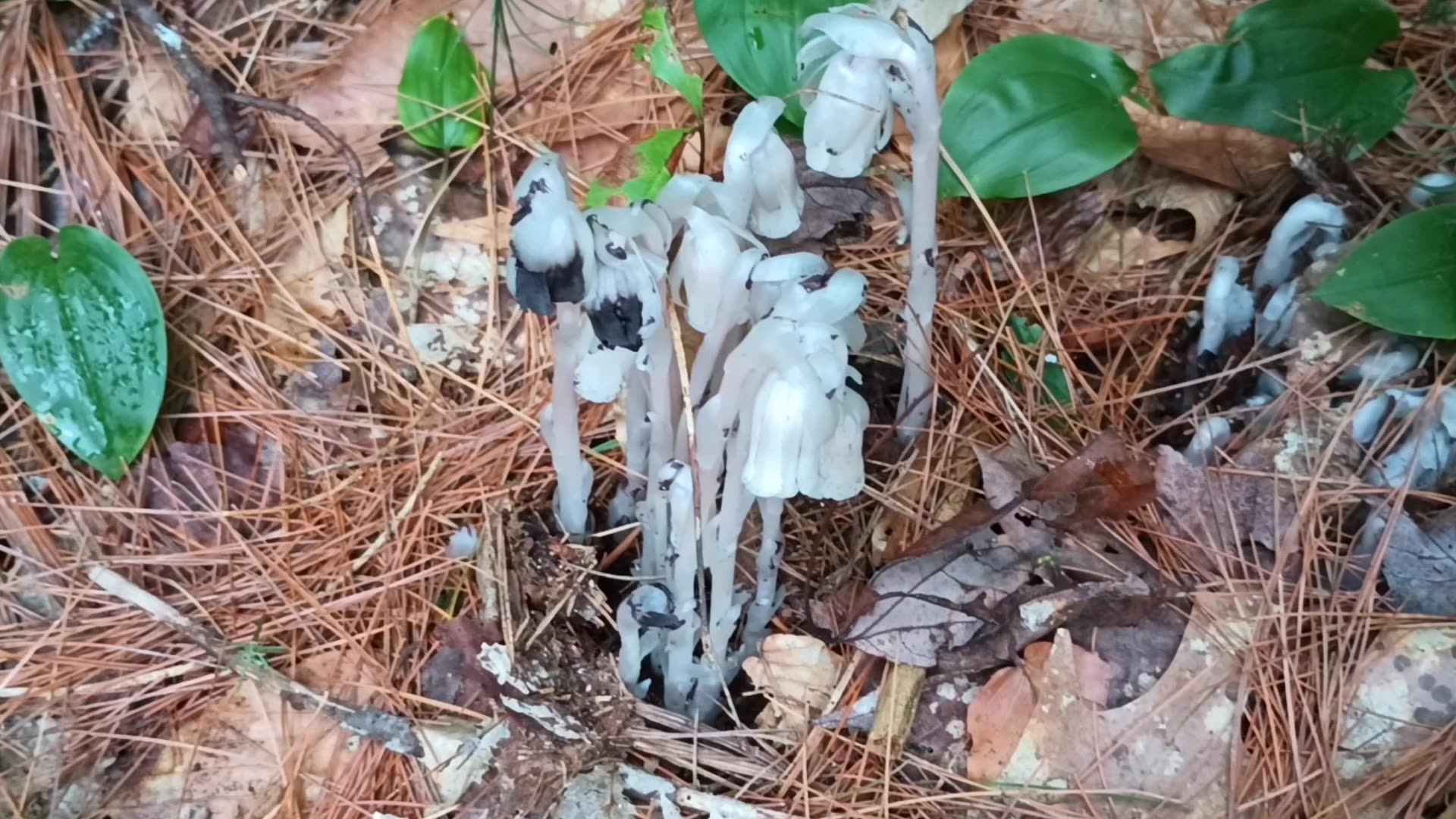 Ghost Plants