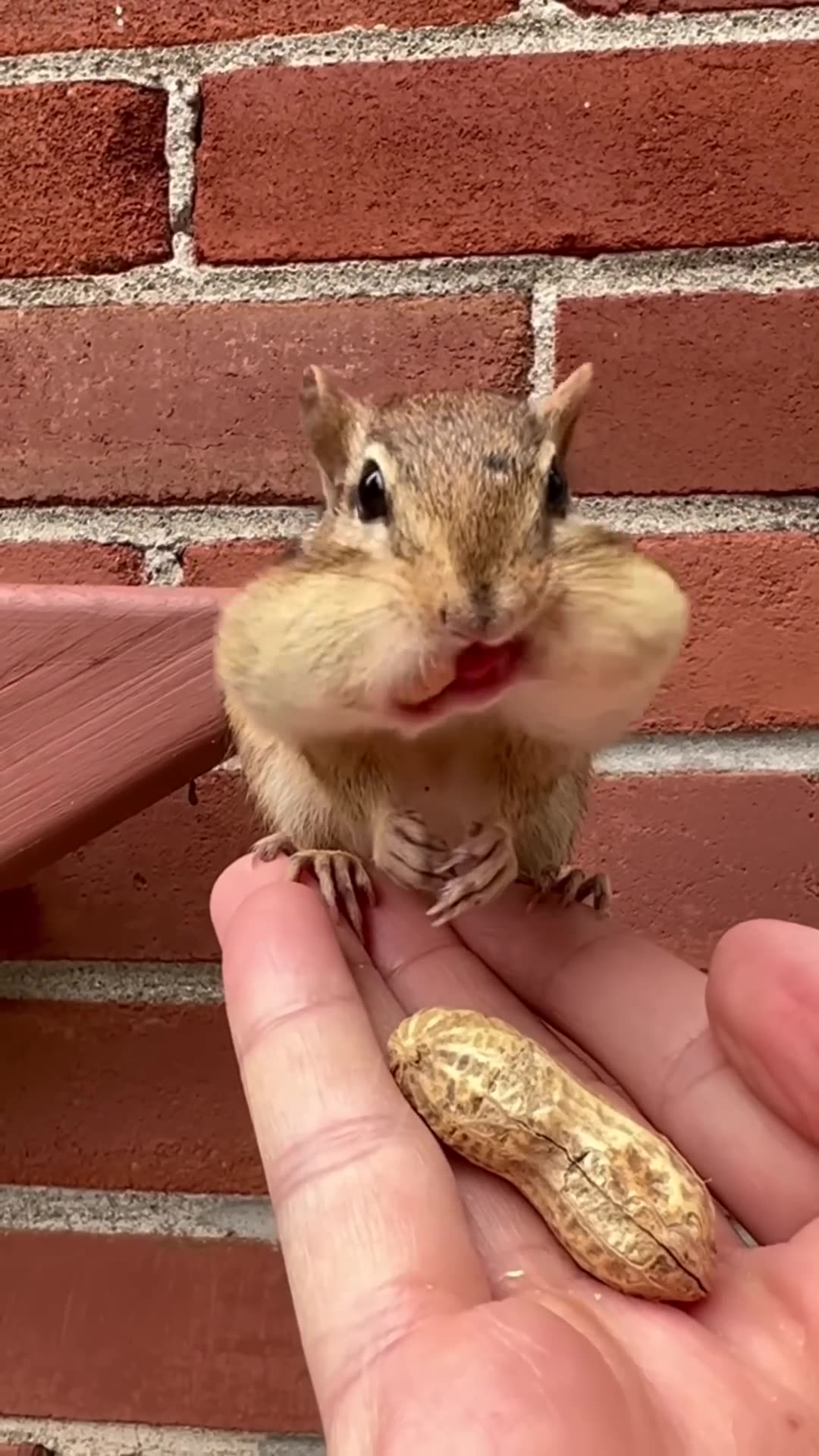 Look at the tongue and teeth of a chipmunk while storing peanuts in her ...