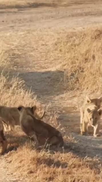 Cute little cubs playing with their father and they are future kings😉😄