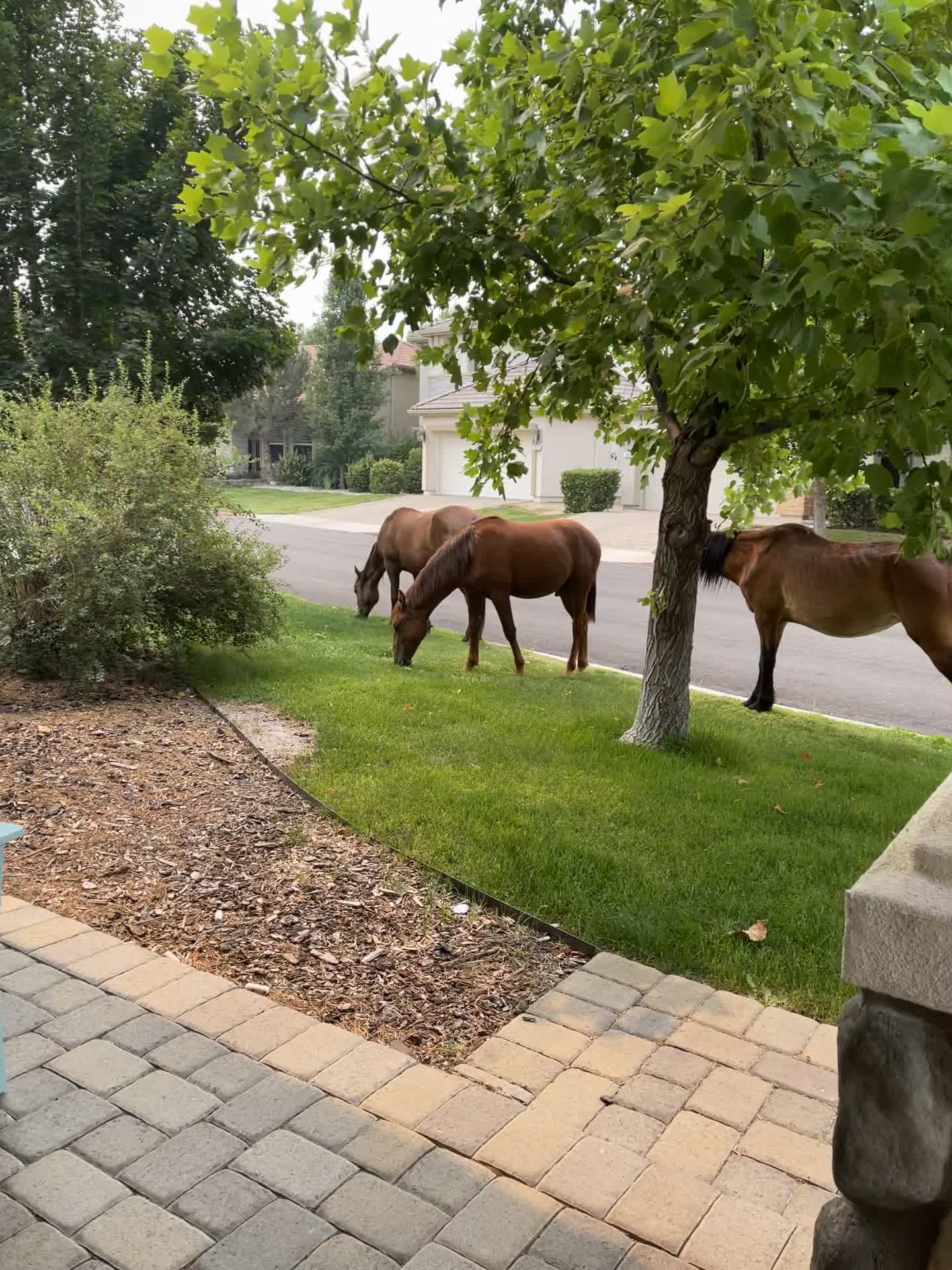 Wild Horses Bring Show Off Their Cute Colts