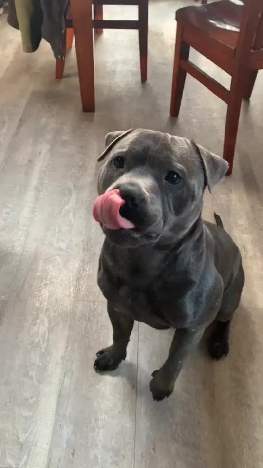 Obedient Staffy Gently Shares A Burger With His Owner