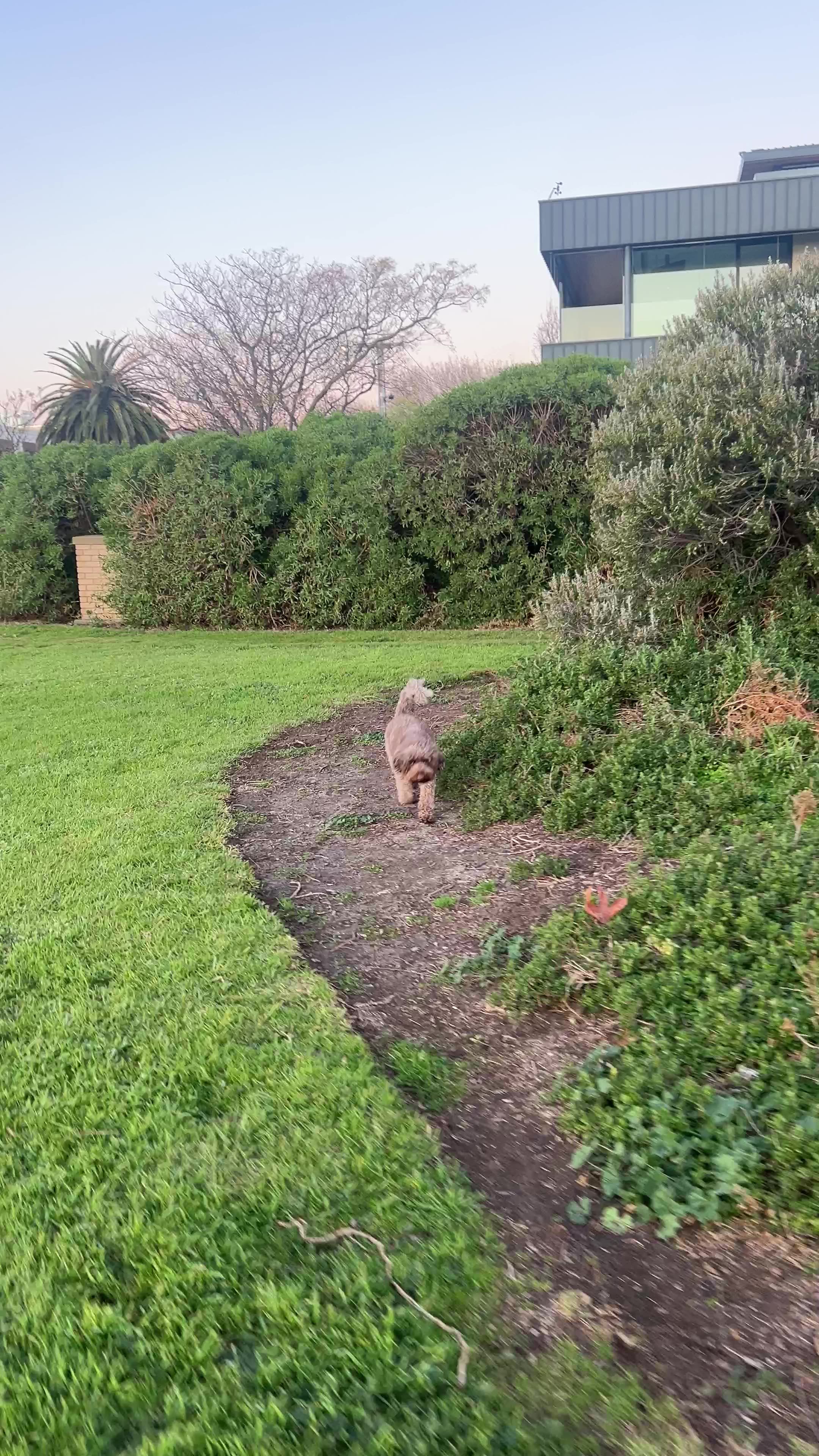 2024-07-04 it’s a Dogs Life (3)