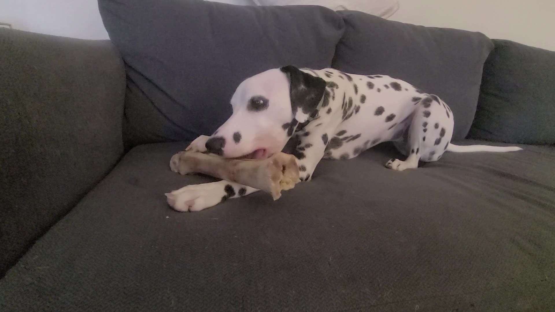 Luna with the giant beef shin bone day 5