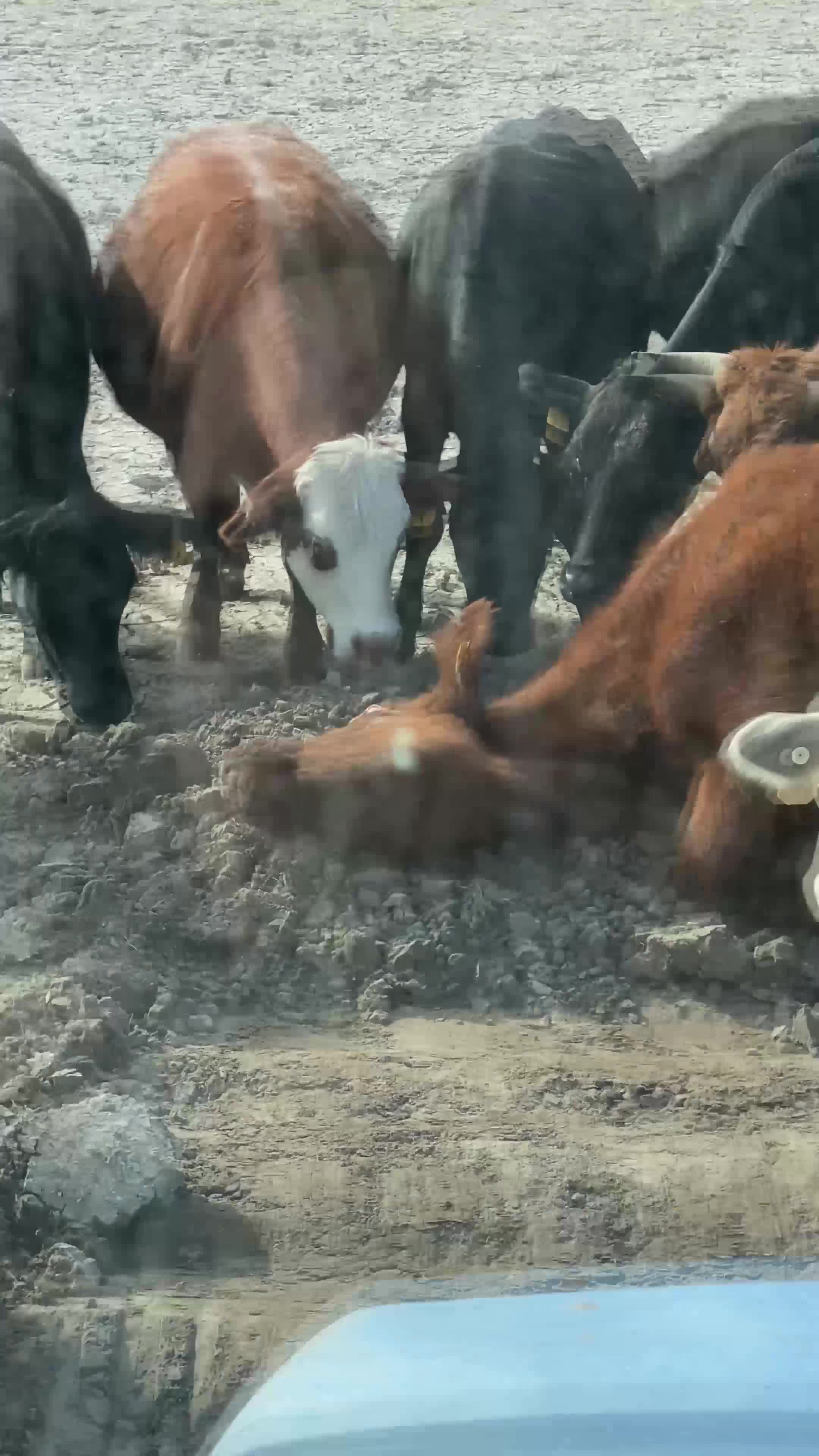 Rancher Frustrated by Confused Cows