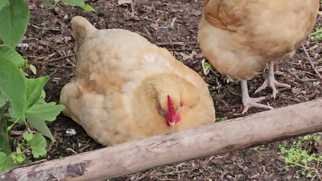 OMC! Are these chickens lazy or what!? #lazy #chickens #hens #flock # ...