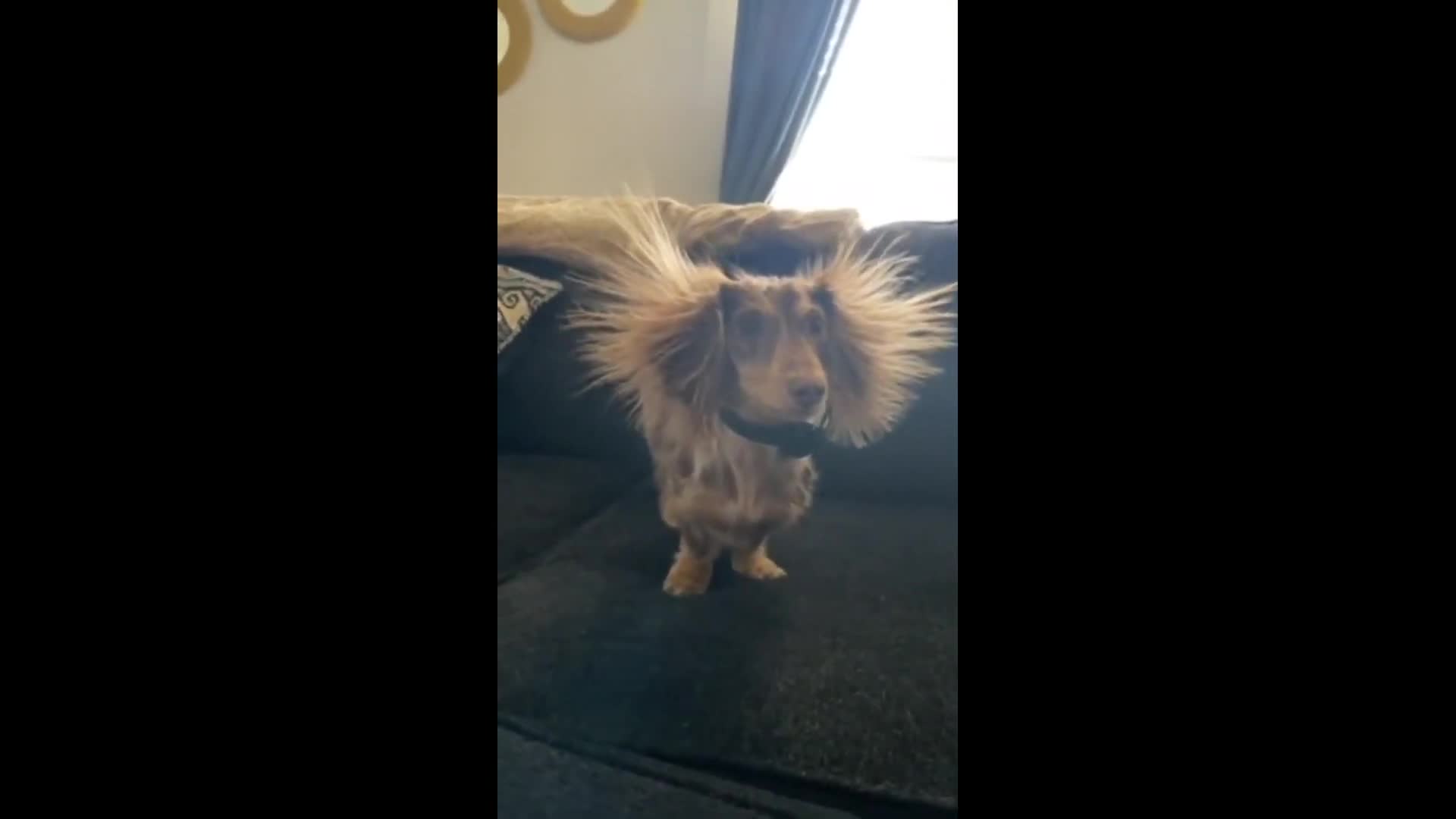 Static electricity makes dog's hair hilariously stand up