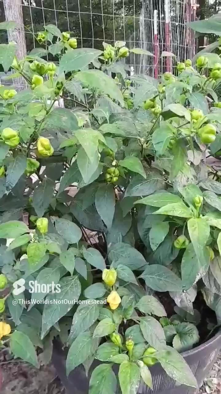 Aji Mango Pepper Plant