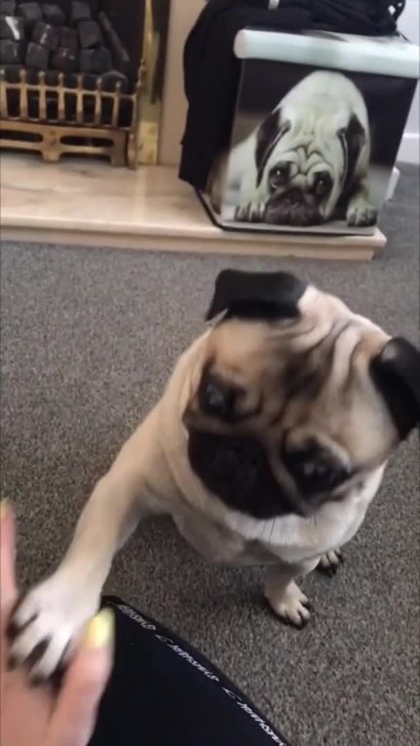 Funniest and Cutest Pug Dog Compilation 2021