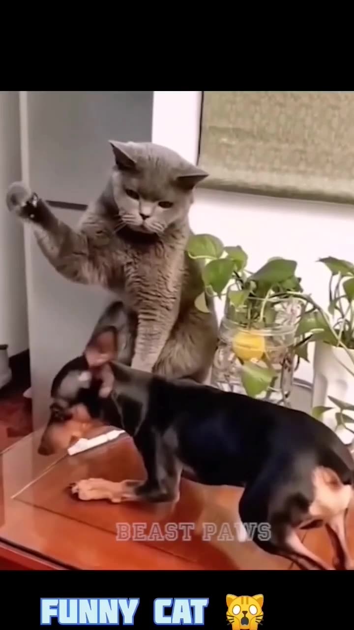 Funny cat beating dog 🐶