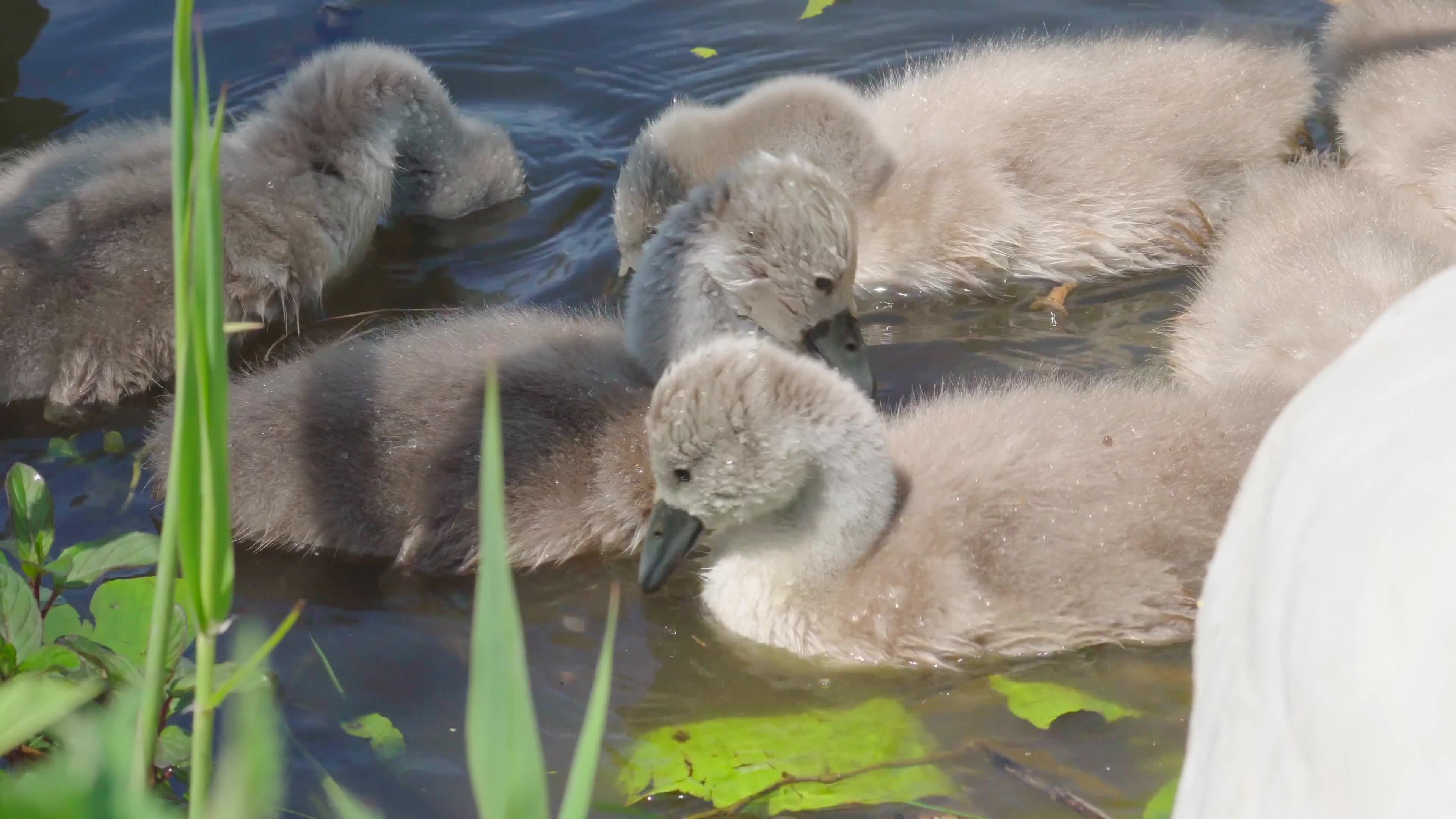 swan children