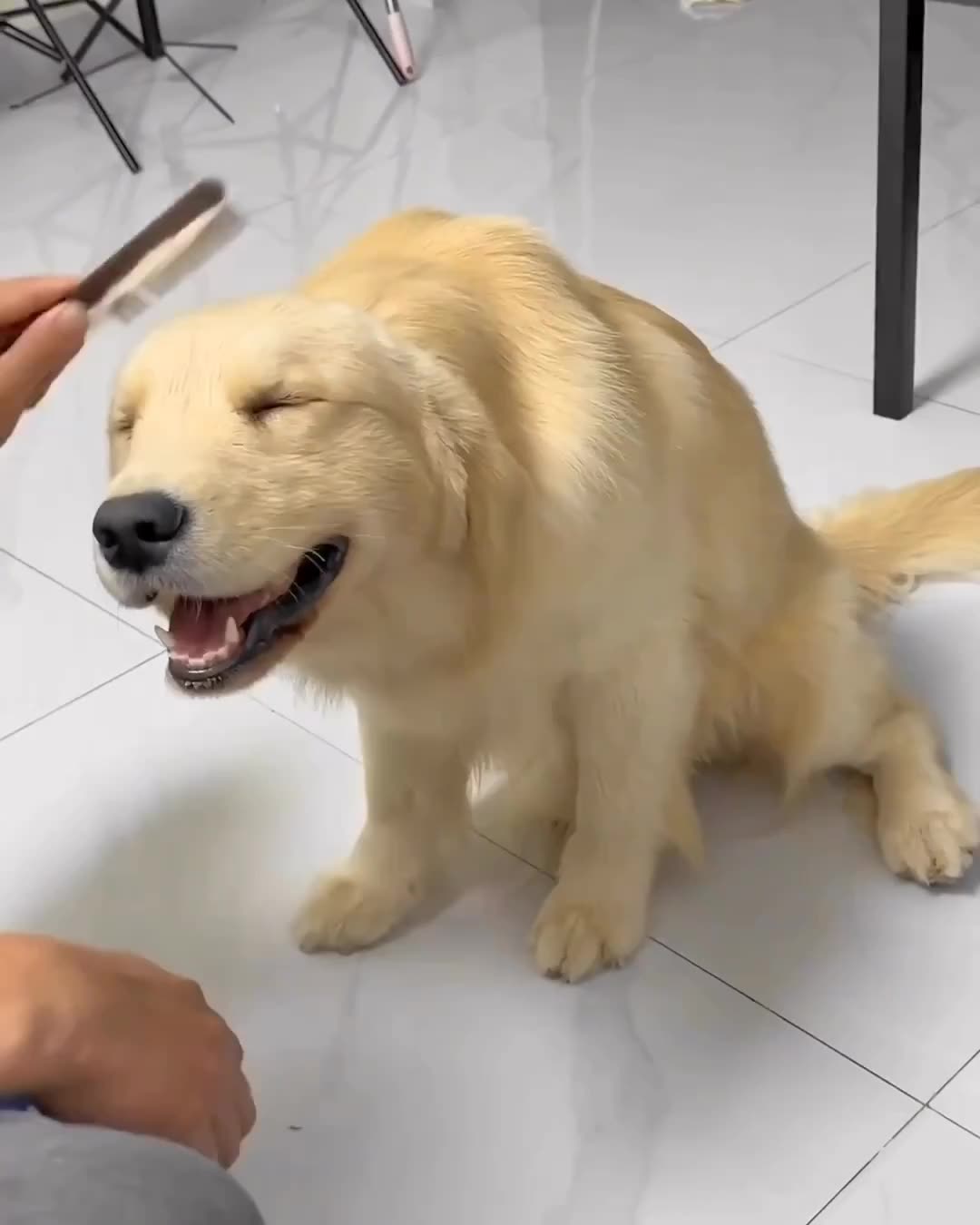 Best DOG Videos Ever!! 🐶 (Compilation of Funny PUPPIES) 🐶🐶