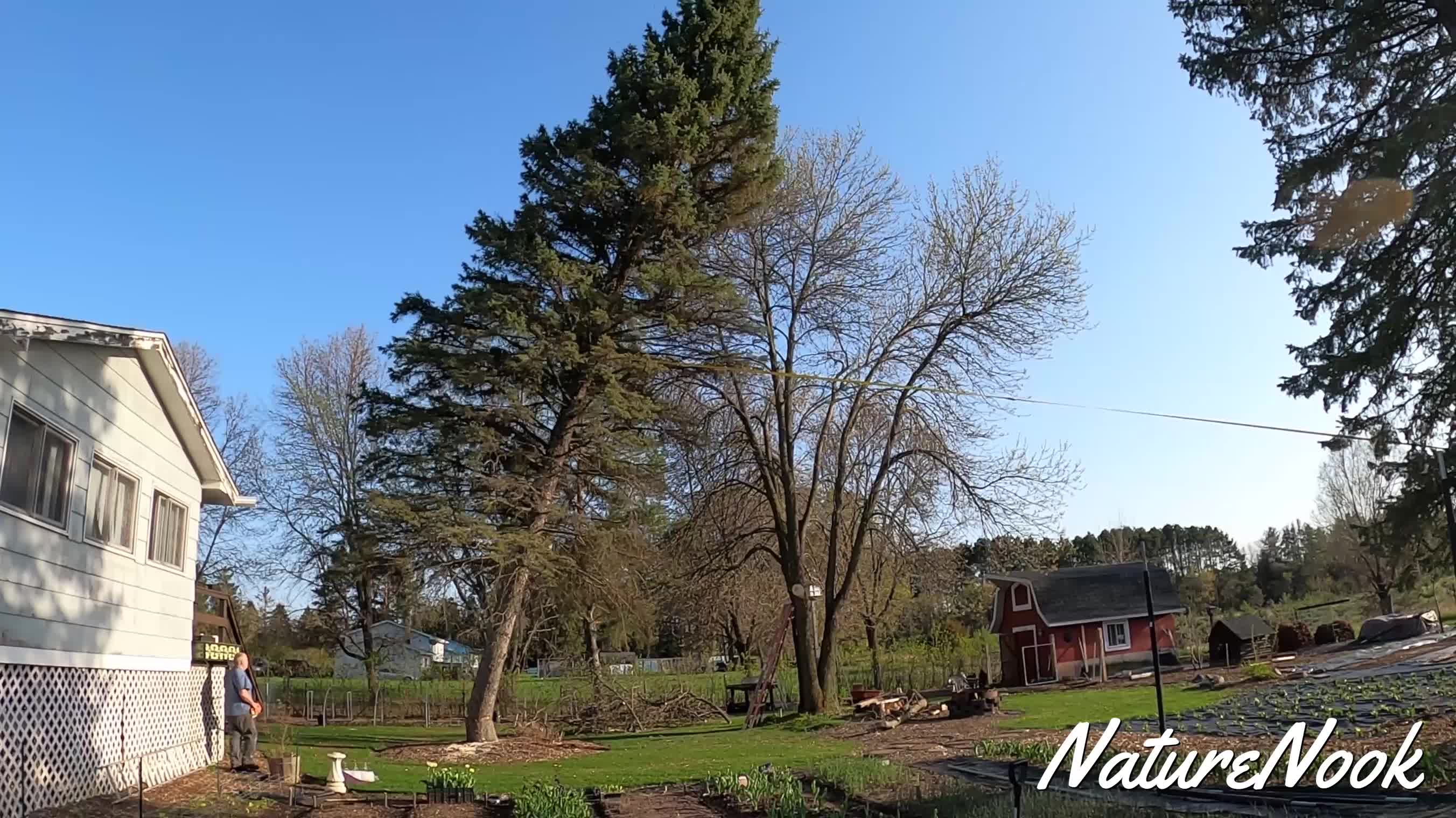 PULLING DOWN a 70 FOOT PINE TREE with a TRUCK after strong winds nearly ...