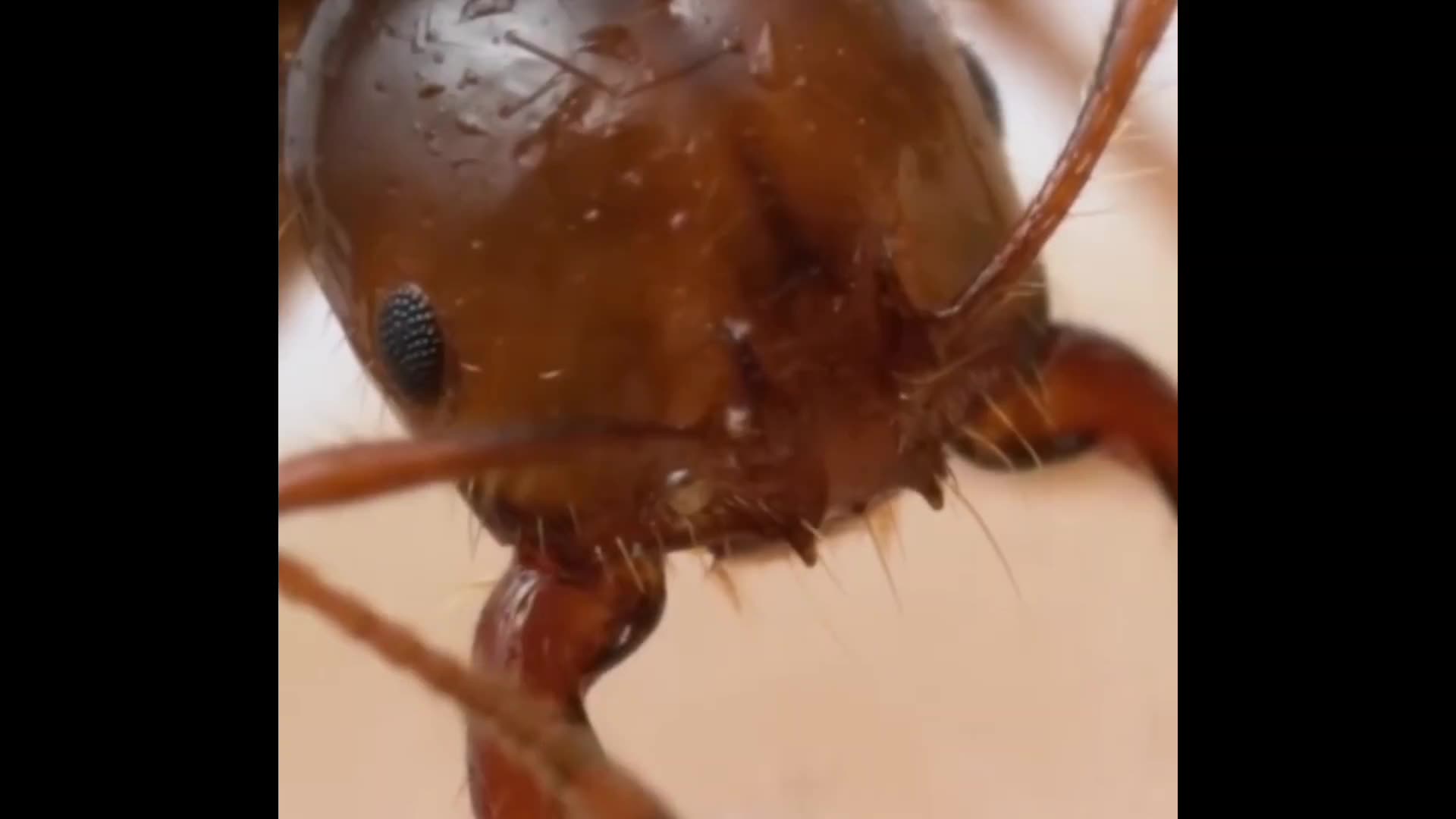 Fire Ant Bite And Sting Up Close