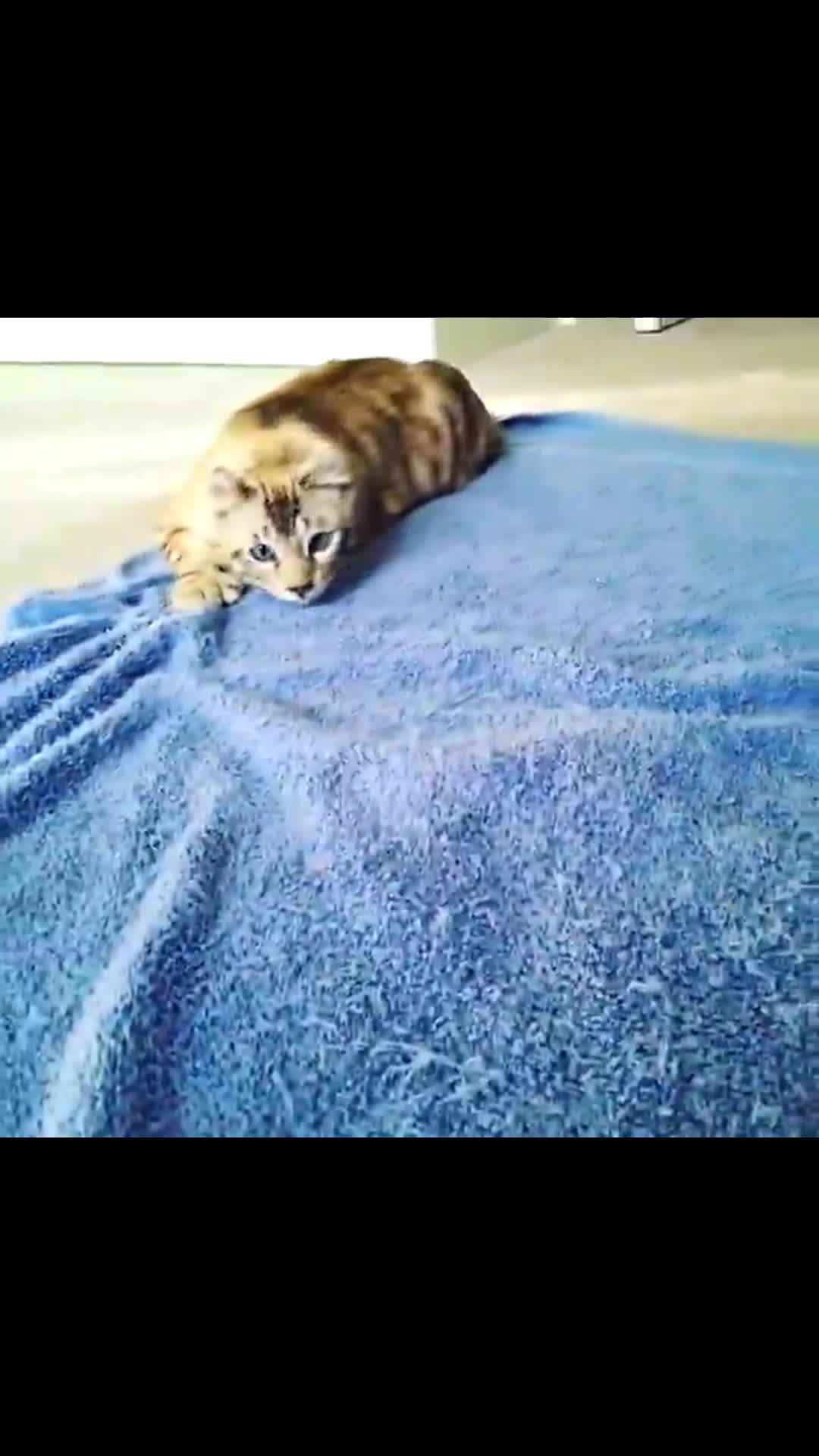So Funny cat prank with 🤣