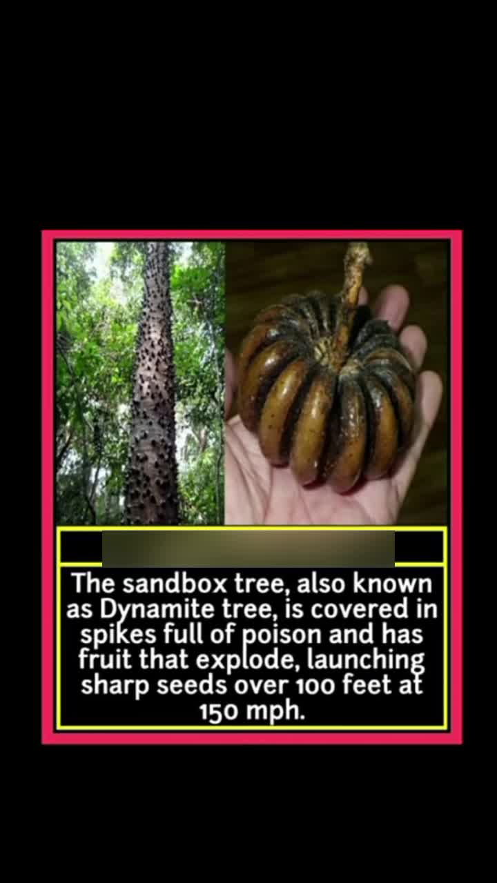 Dynamite tree. #dynamite #facts