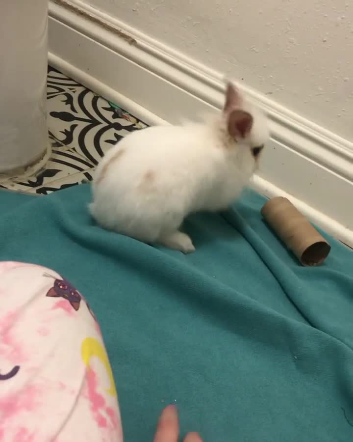 Rabbit