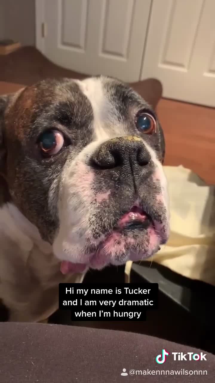 Tucker the Hungry Boxer