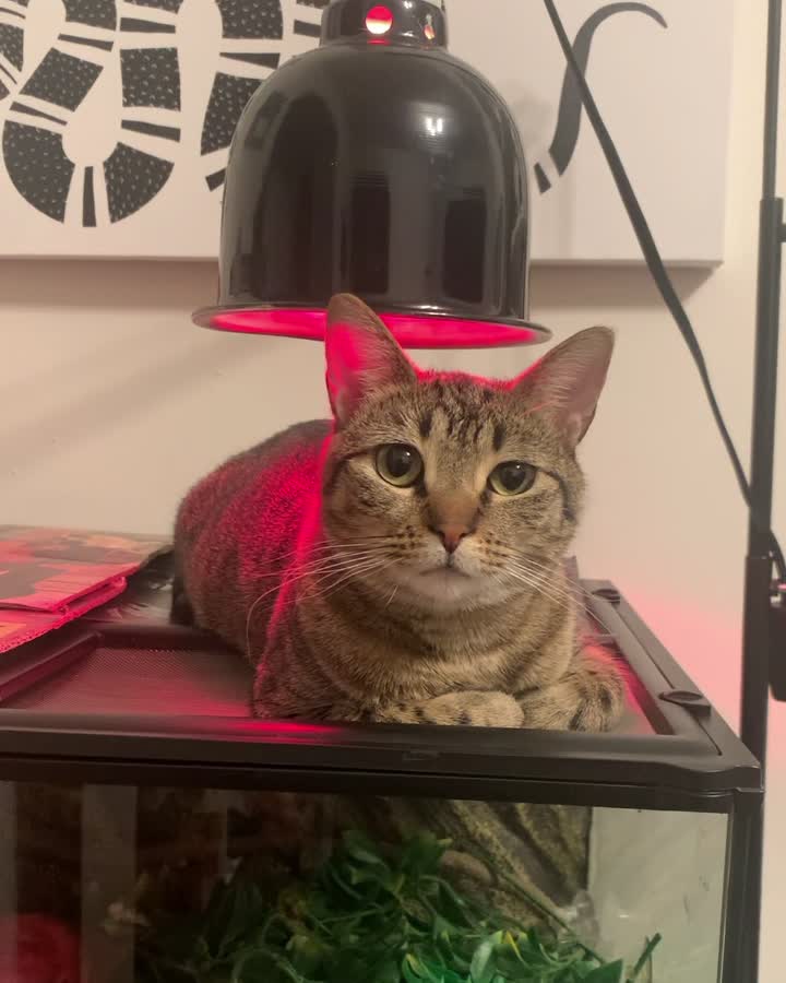 Cute Kitty Hogs Heat Lamp