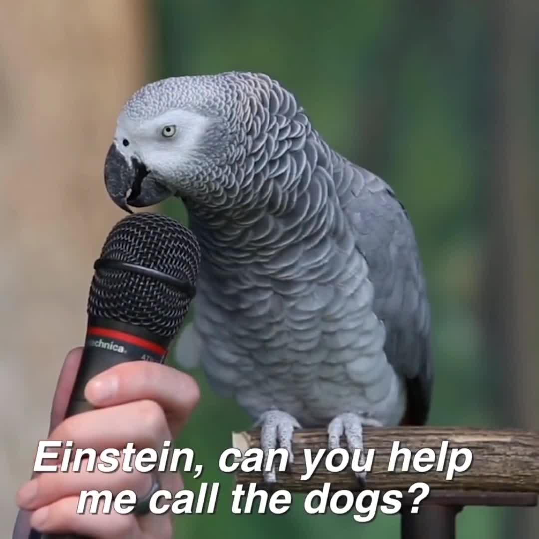 Talking Parrot #Parrot