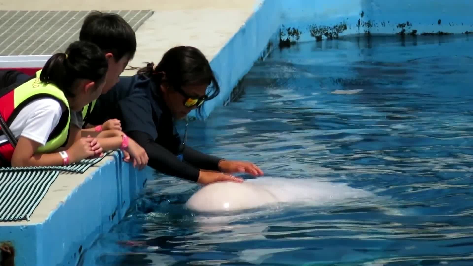 Beluga Whales kisses the Kids _ Beluga Whales and Kids