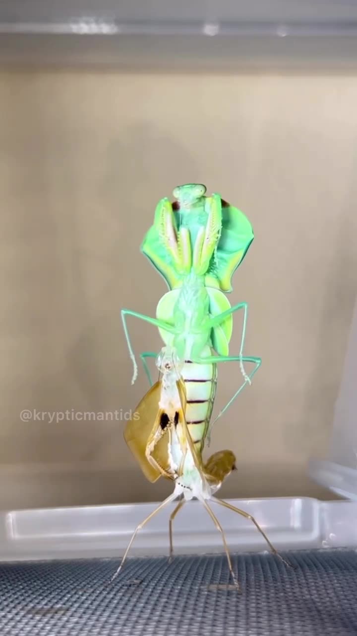 Insane praying mantis transformation will blow your mind
