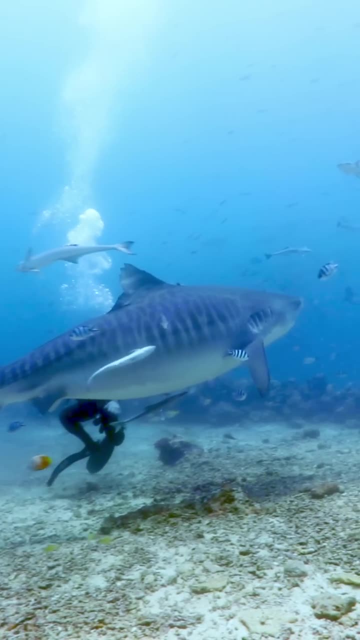 Tiger Shark Turns On Diver