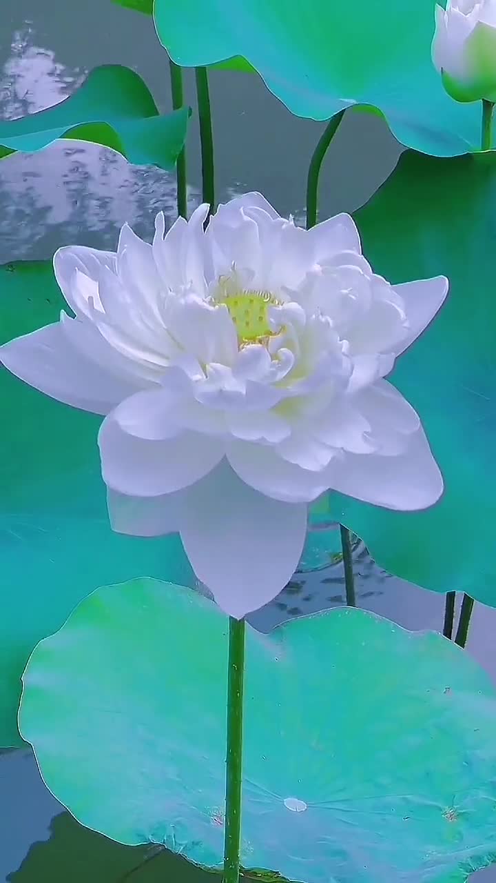 is it the look in your eyes or is it this dancing juice