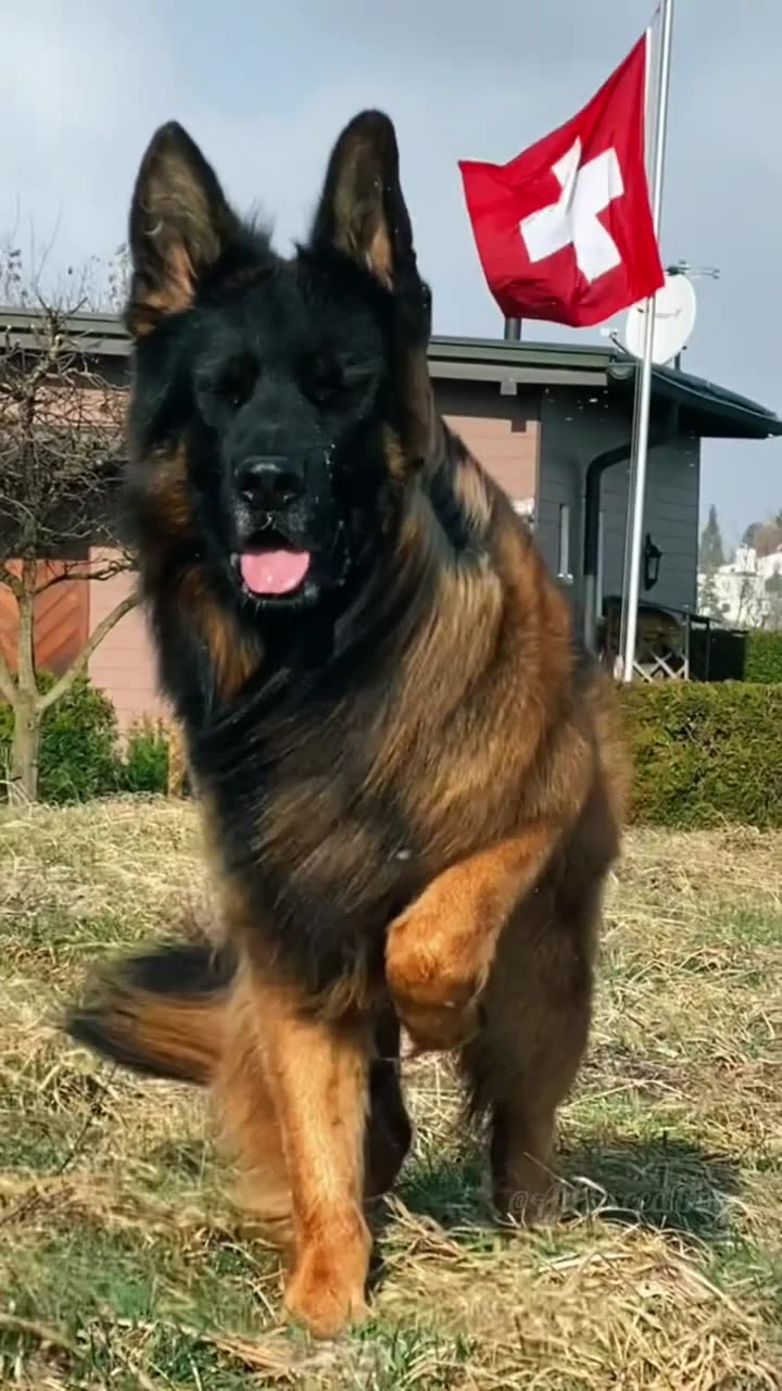top 6 deadly dog breeds in the world