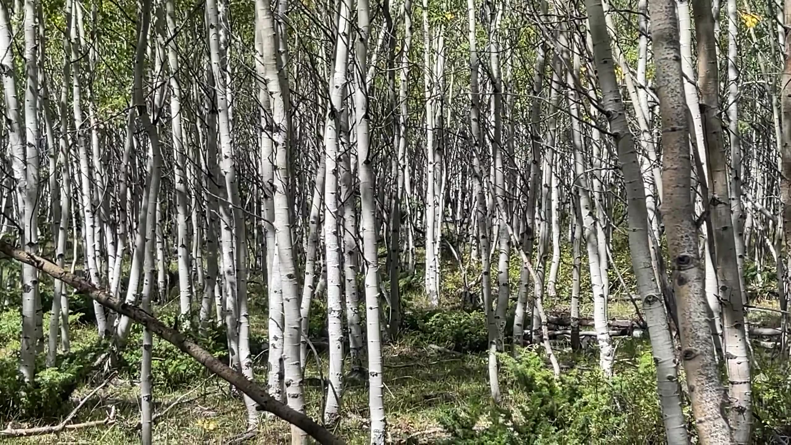 S02-EP.03 Ascential Experience BIg Foot special report