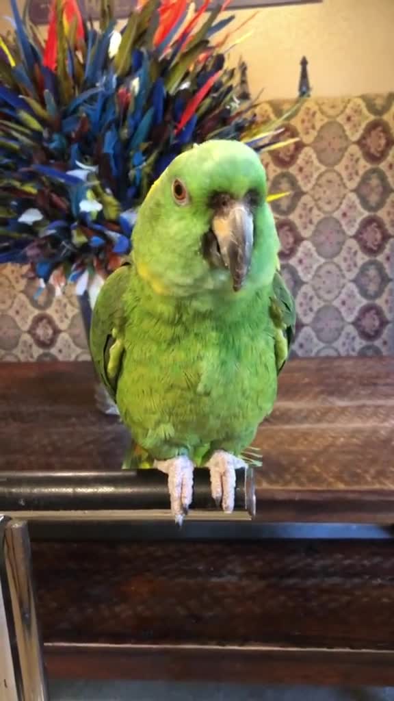 Amazing cute talking parrot