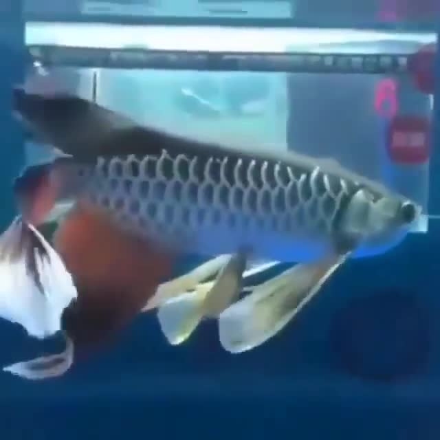 This is a beautiful and charming water-dwelling species
