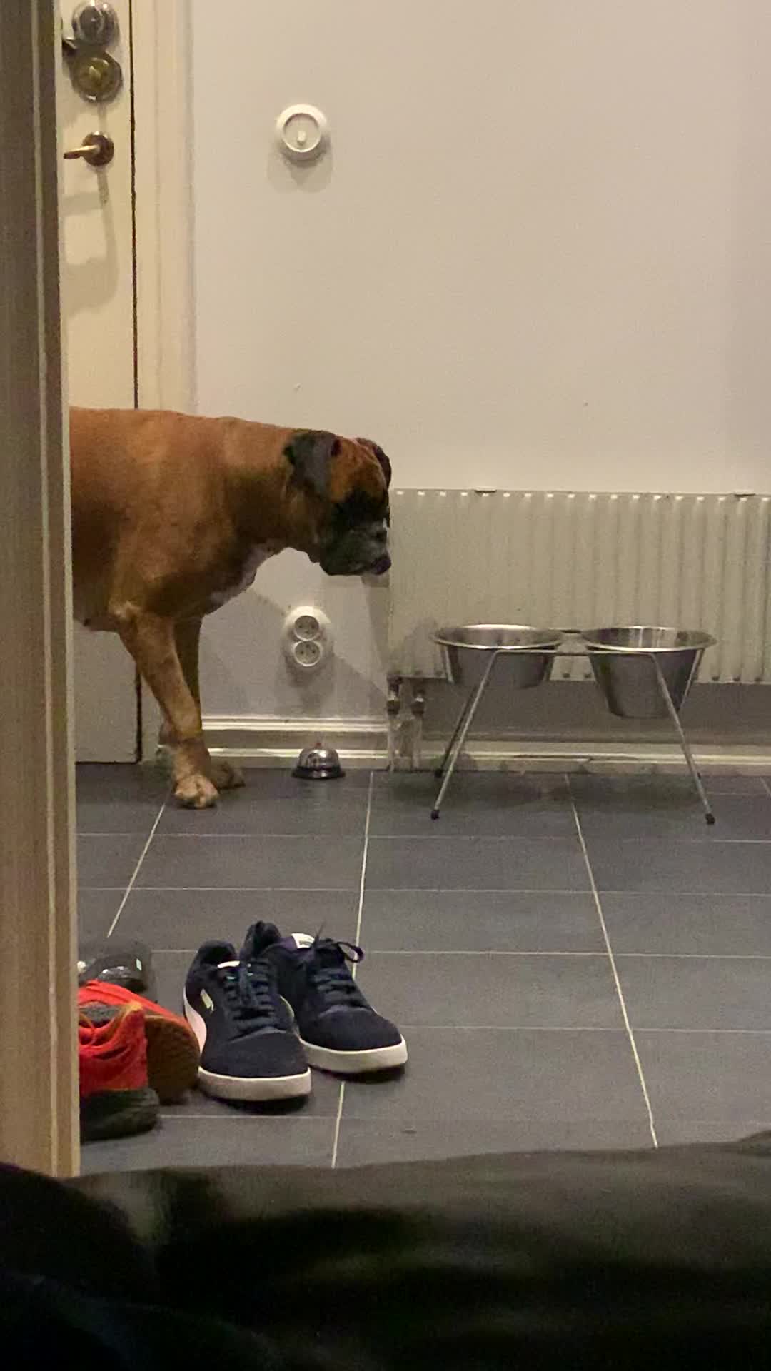 Boxer Rings Bell for Service