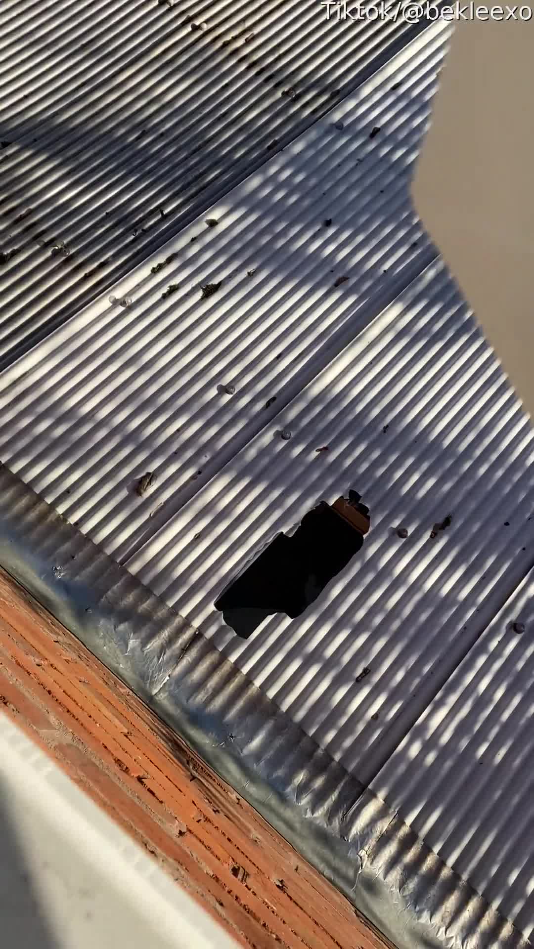 Cat Jumps Out Window and Falls Through Roof