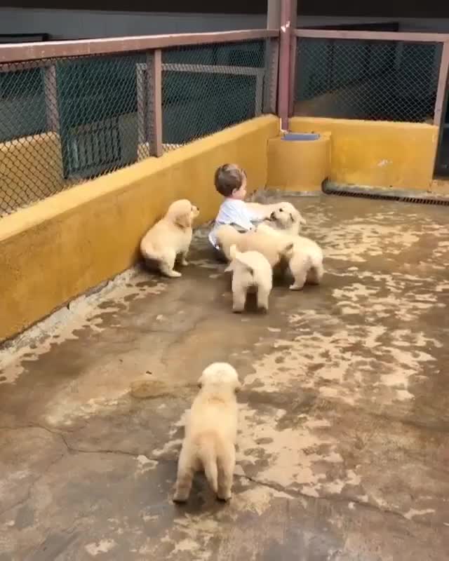 Puppy Attack Golden Retriever