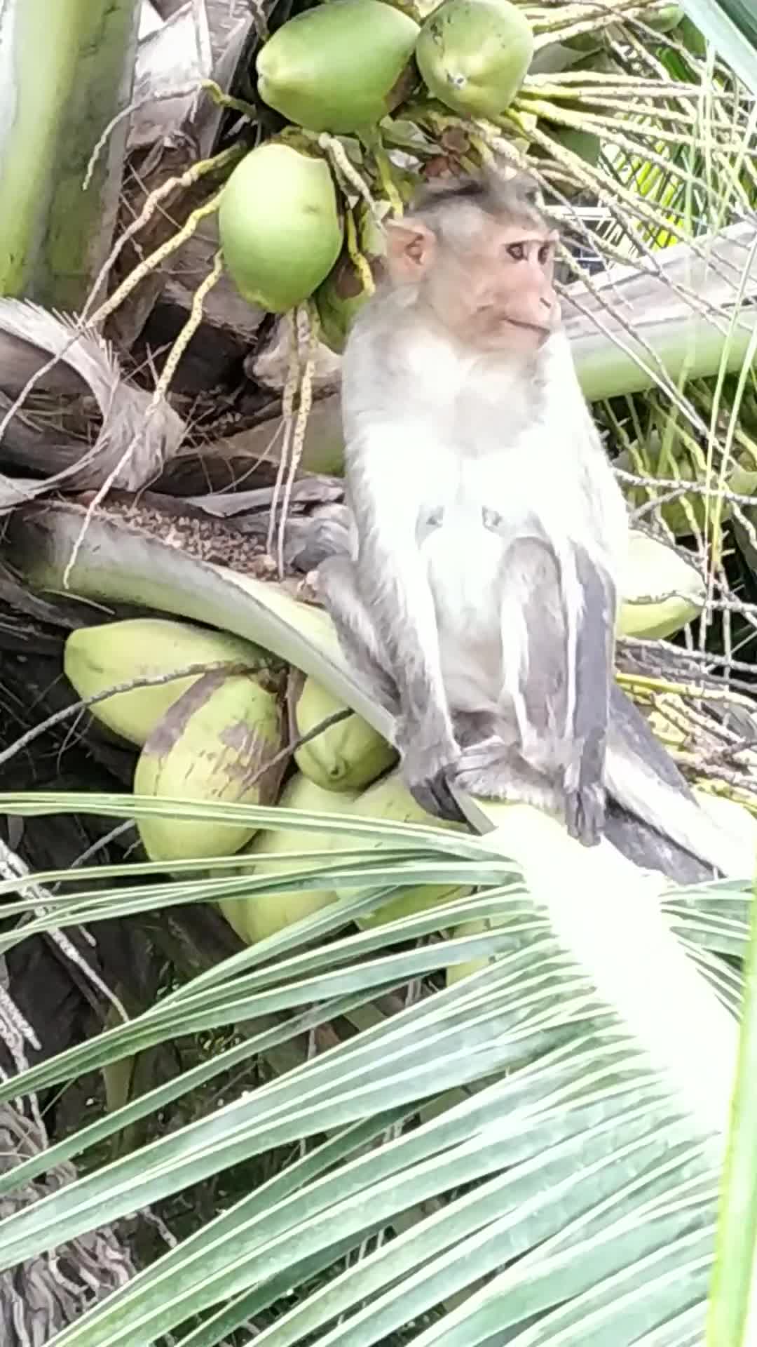 The monkey is sitting on the coconut tree so cute baby monkey🐒🐒