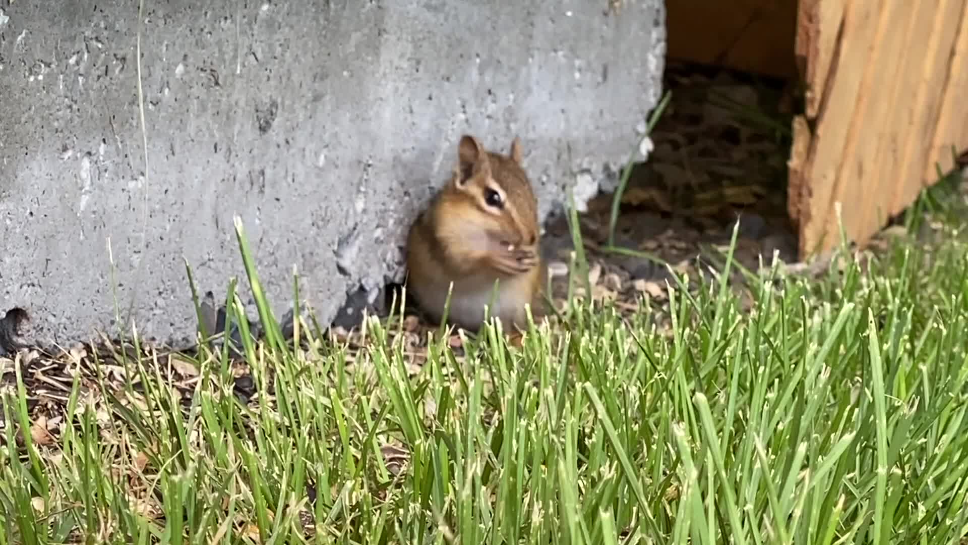 Cute little backyard chipmunk
