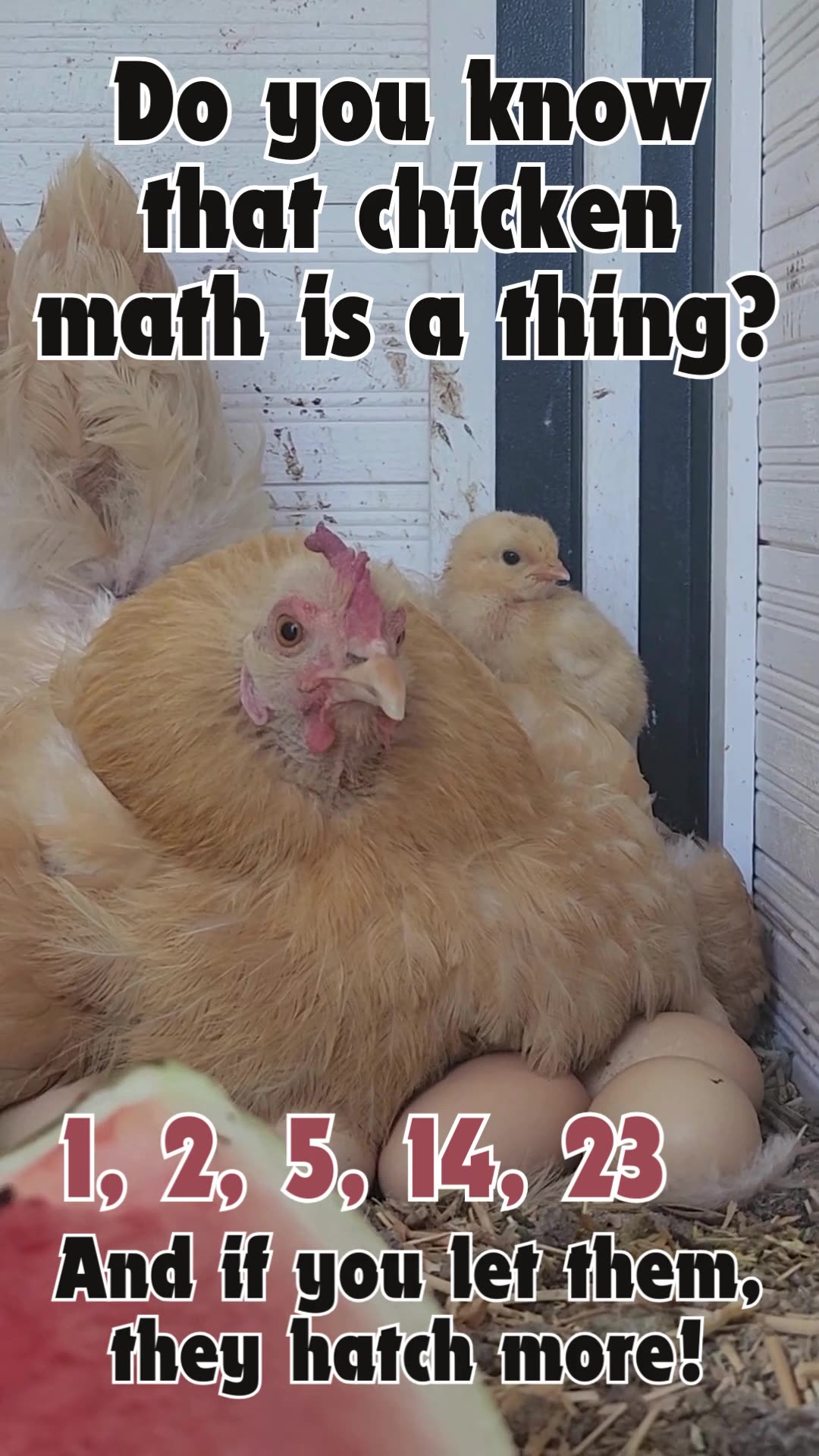 Did you know that Chicken math is a thing?