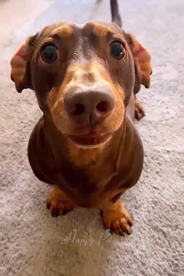 Hilarious Cats, Dogs, and More in Side-Splitting Animal Antics 2024🤣