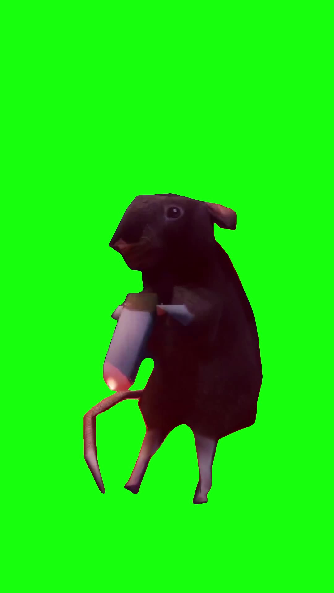 Smoking Rat | Green Screen