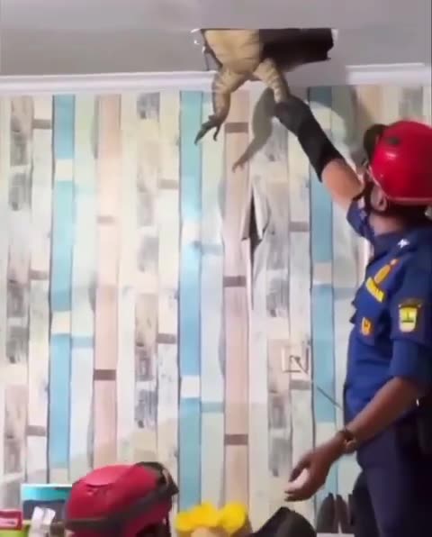 Ceiling Surprise: Firefighters Pull Out Giant Lizard! 🦎🚒😨😮