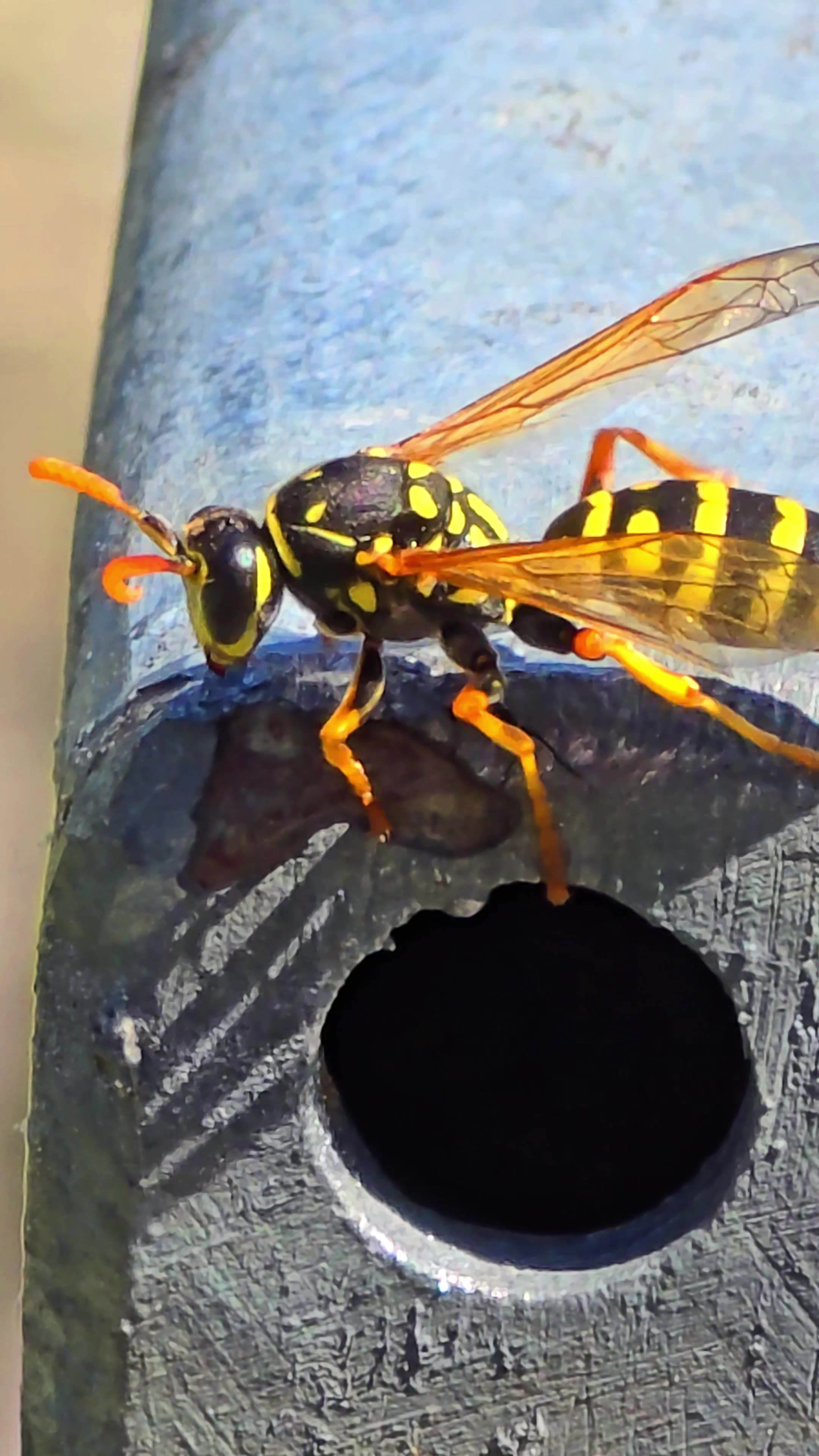 Wasp flaps its wings and flies away.