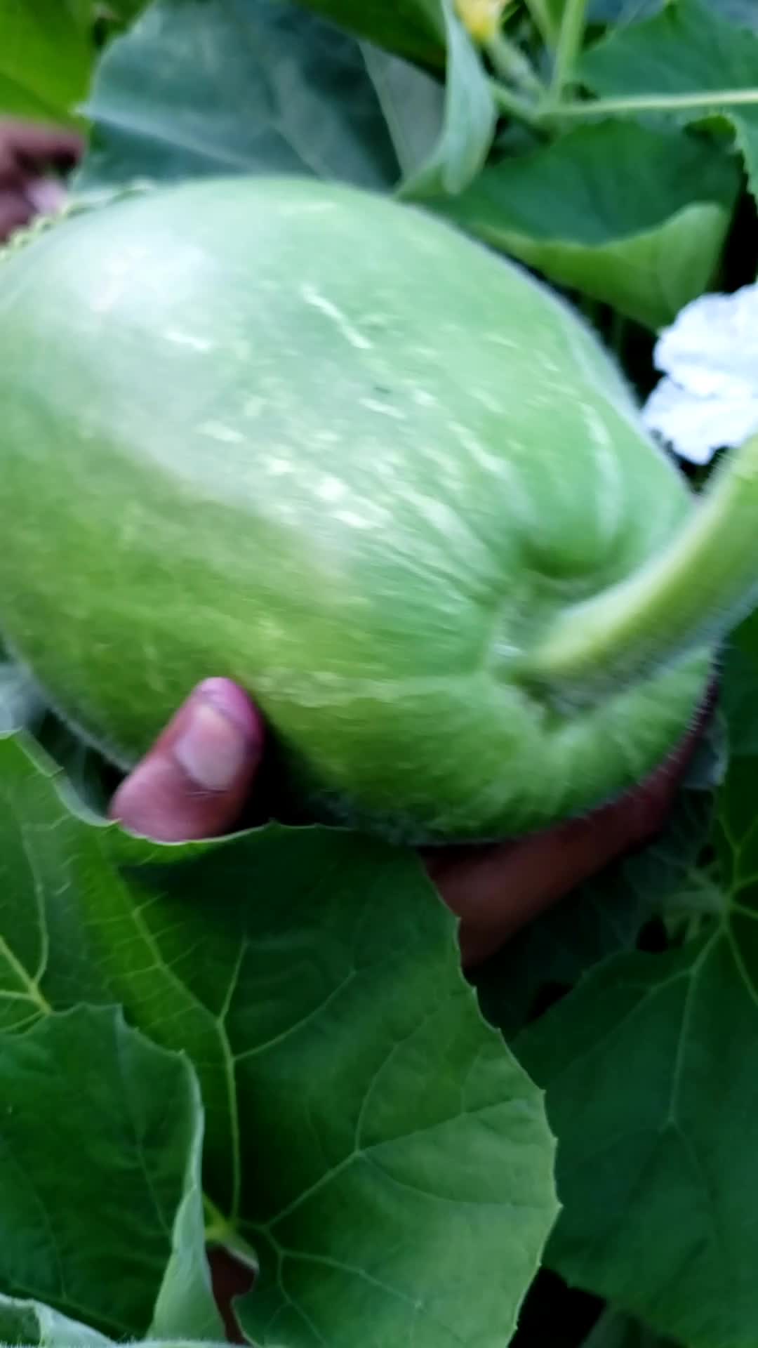 Garden Harvest | Bottle Gourd | Vegetable Garden