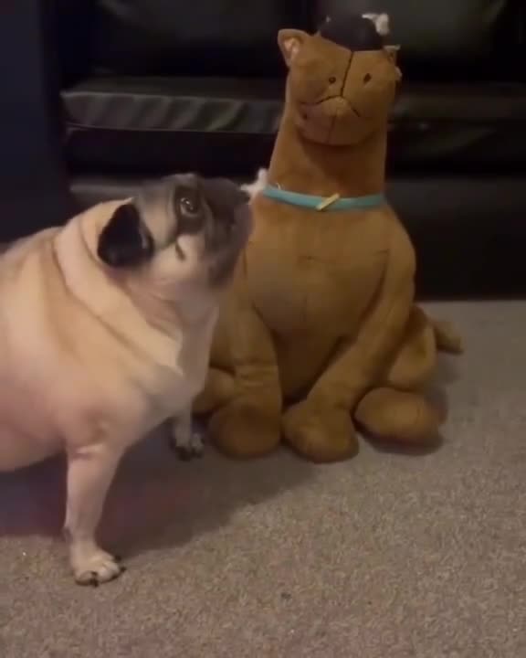 pug and scooby doo doll