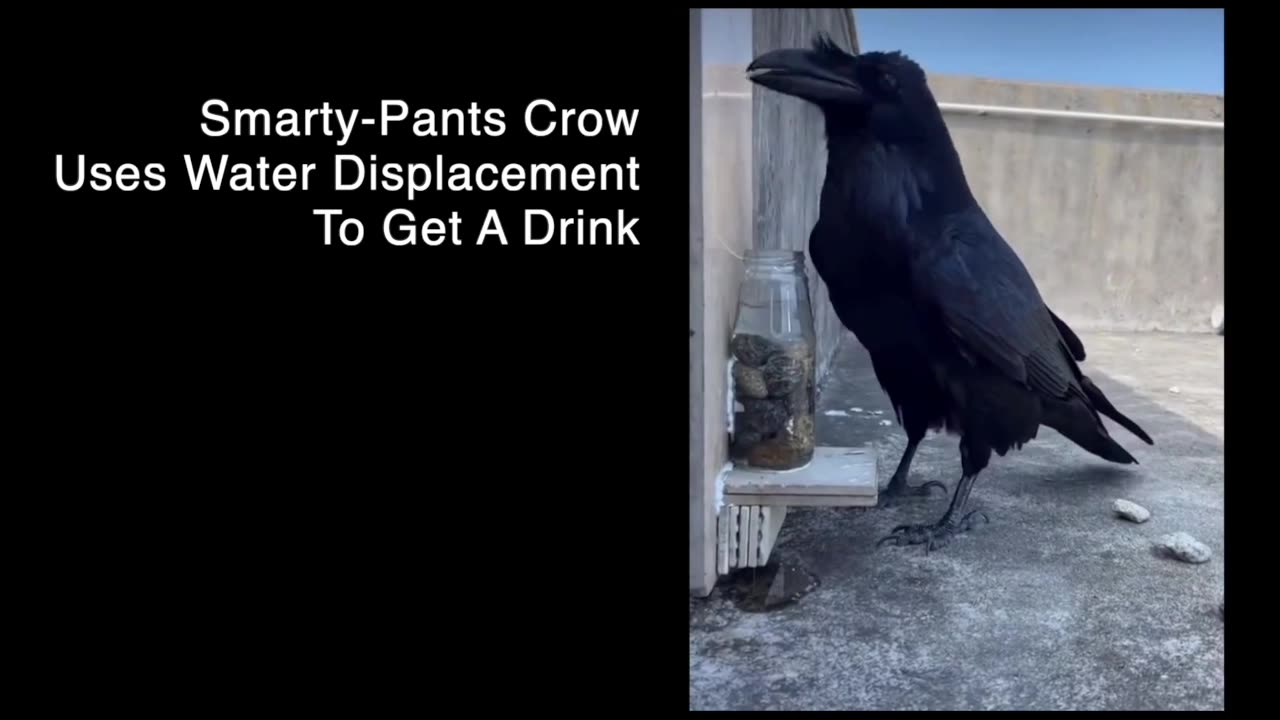 Smarty-Pants Crow Uses Water Displacement To Get A Drink (A Reminder To ...