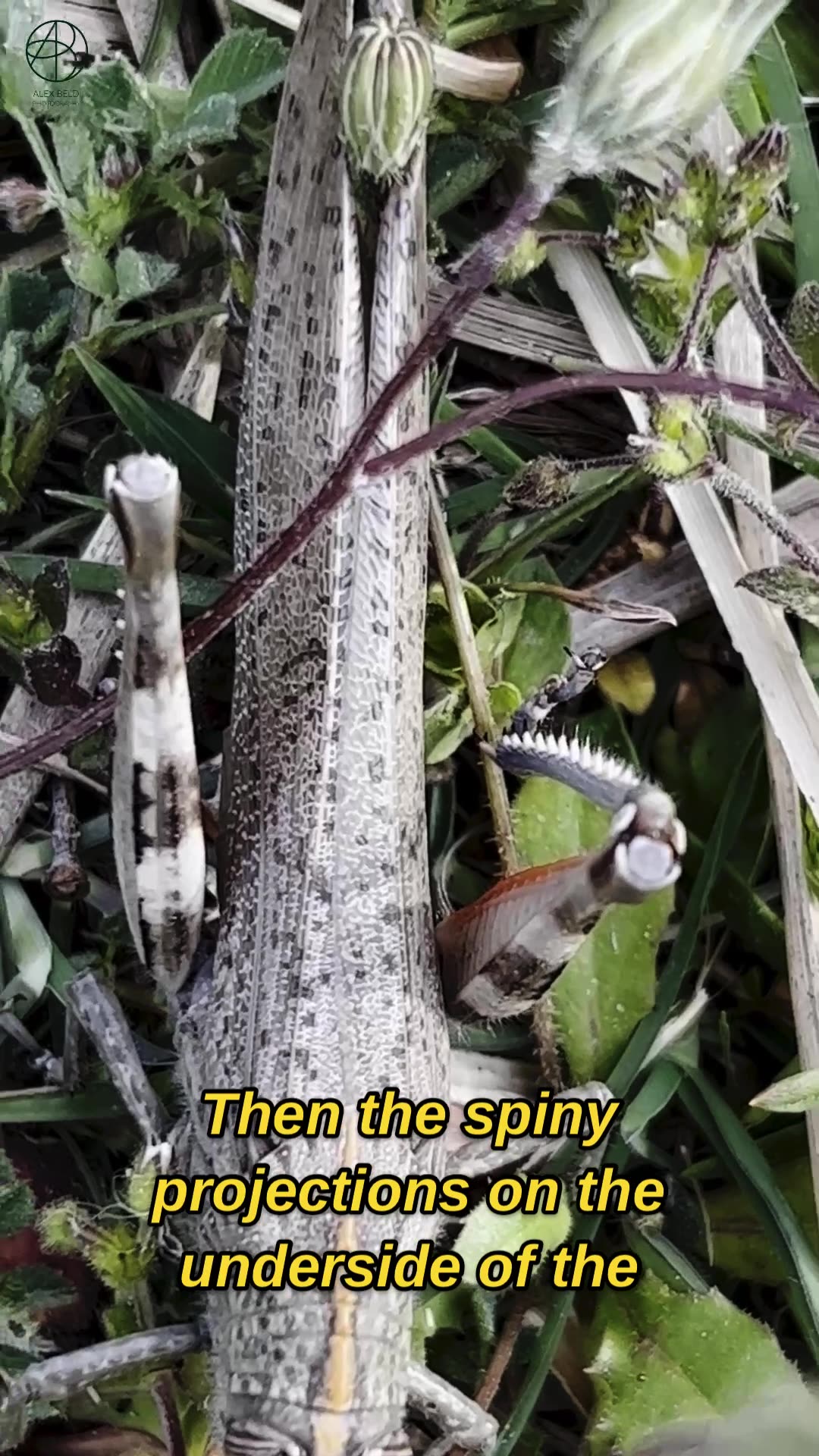 This is the Egyptian Grasshopper