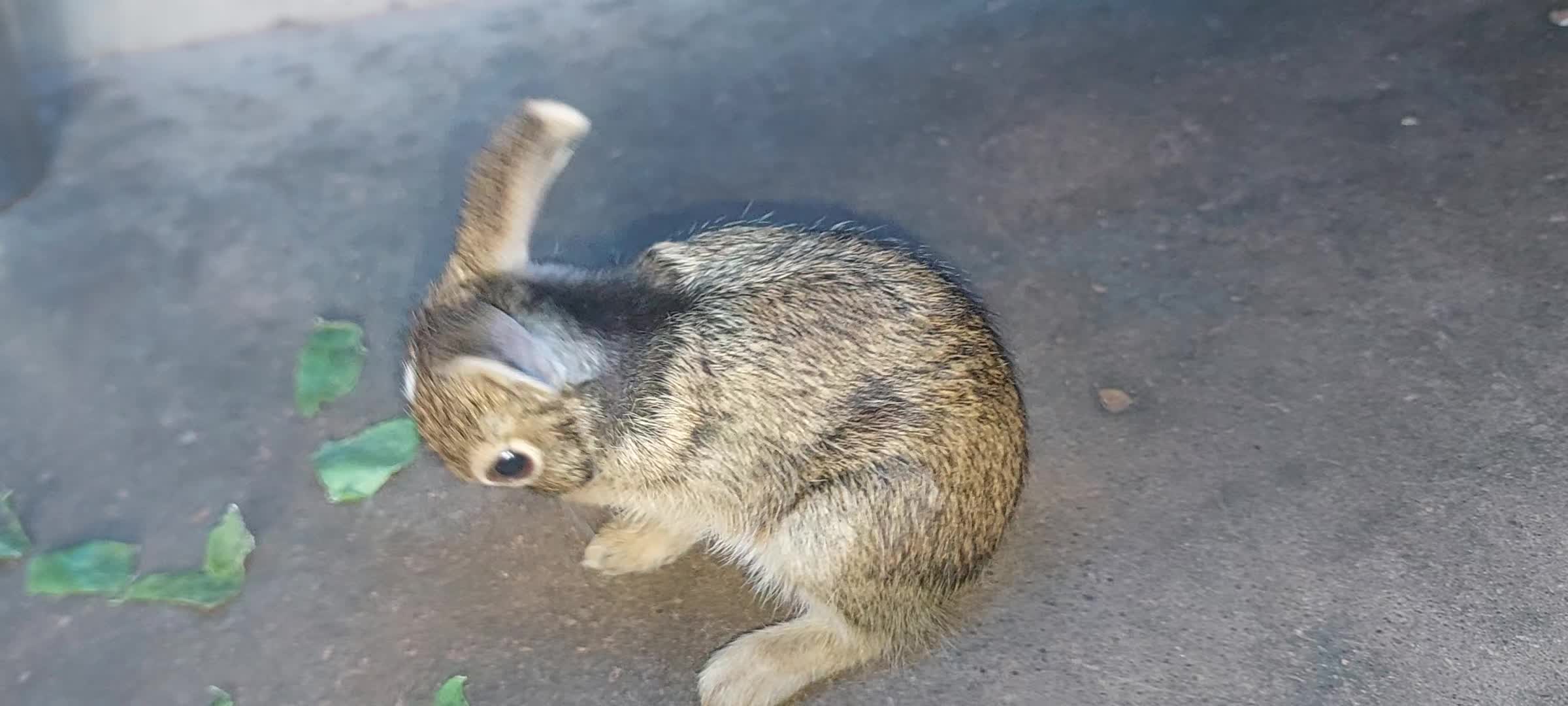Little Rabbit